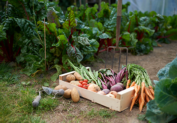 How Urban Gardens Build Community and Food Access - Aramark