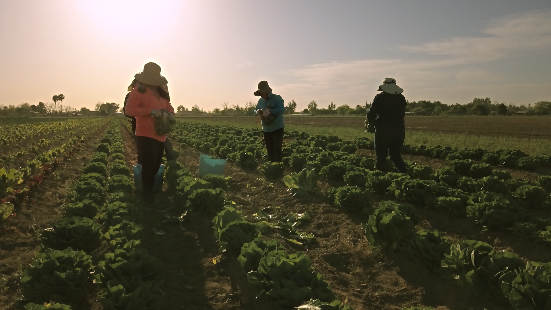 Sourcing Produce from Local Farms - Aramark